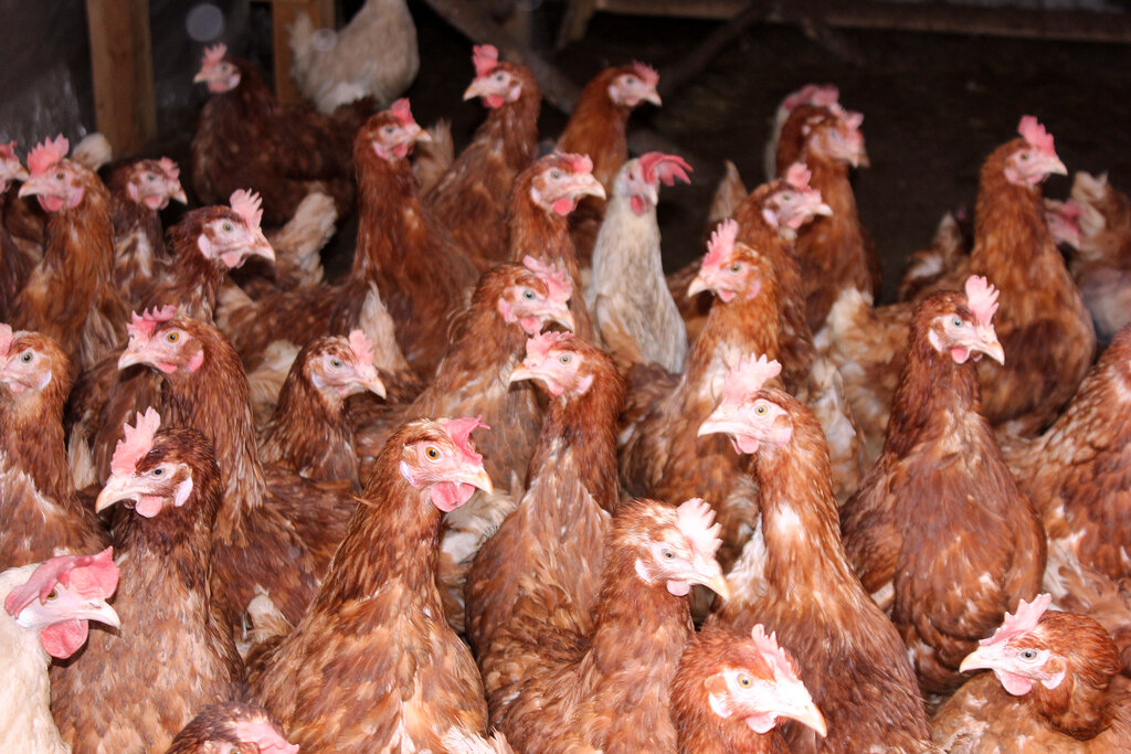 Kanatlı hayvan ürünleri ve yumurta Golden chicken farm, Vladimirskaya oblastı, foto