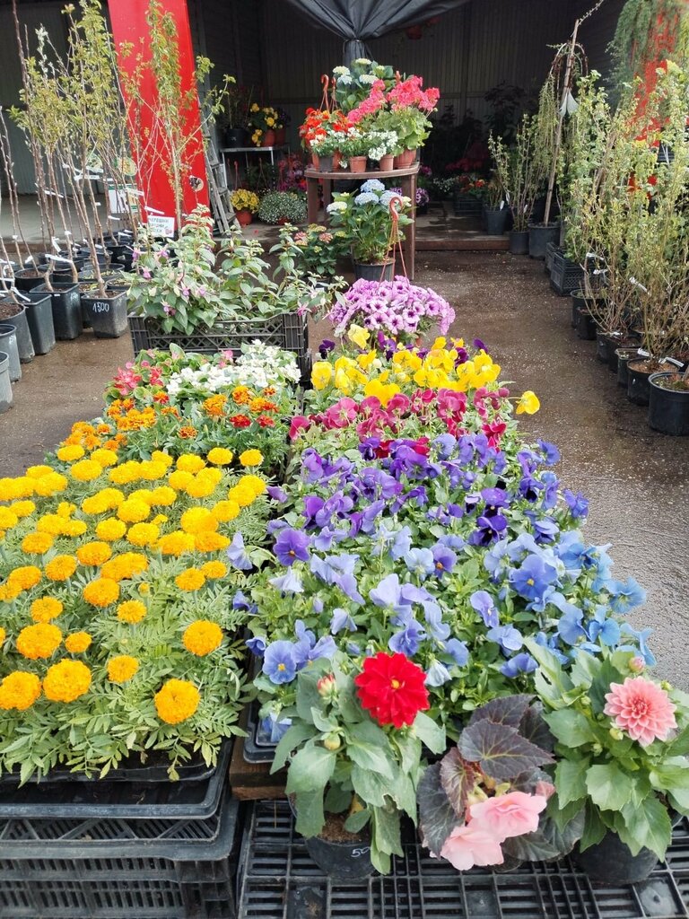 Çiçek pazarı Flower patio, Naro‑Fominsk, foto