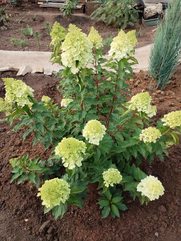 Fidan yetiştiriciliği ИмангалиевСад, Orenburgskaya oblastı, foto