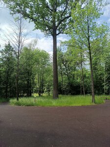 Дуб киреметь (Chuvash Republic, Shumerlya, Gorodskoy park kultury i otdykha), doğa  Shumerlya'dan