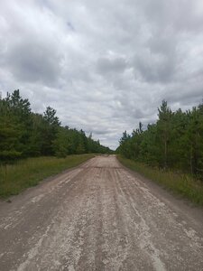 Памятник природы Урочище Сосновый Бор (Saratov Region, Volskiy rayon, Nizhnechernavskoye munitsipalnoye obrazovaniye, Pamyatnik prirody Urochishche Sosnovy Bor), doğa koruma alanı  Saratovskaya oblastından