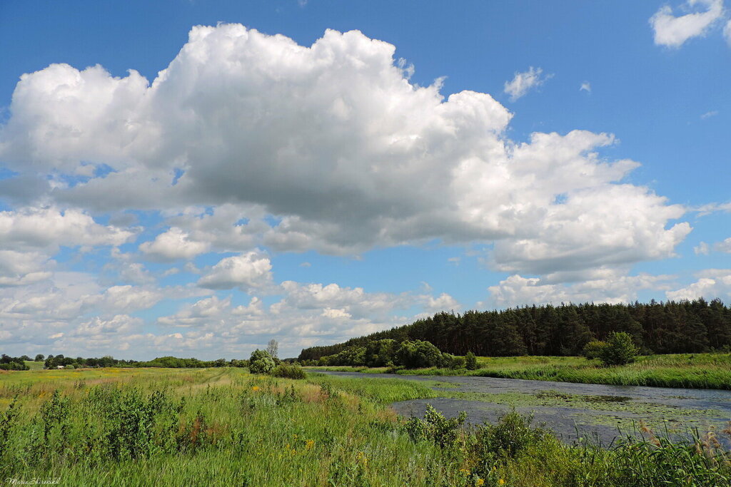 Orman урочище Бражное, Kurskaya oblastı, foto