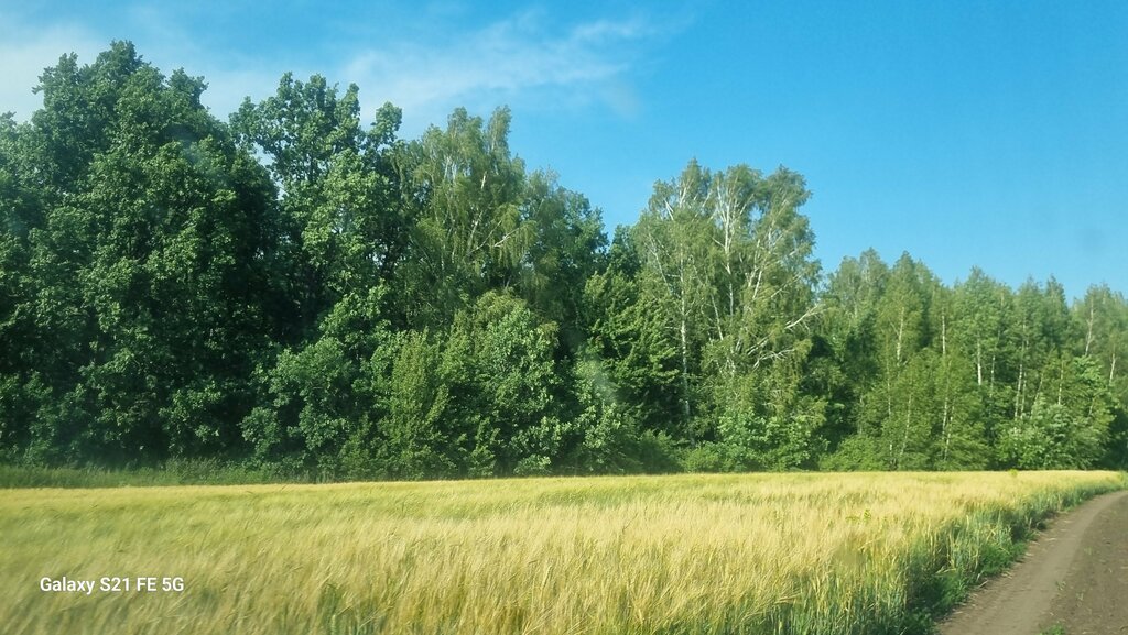 Orman урочище Сакма, Kurskaya oblastı, foto