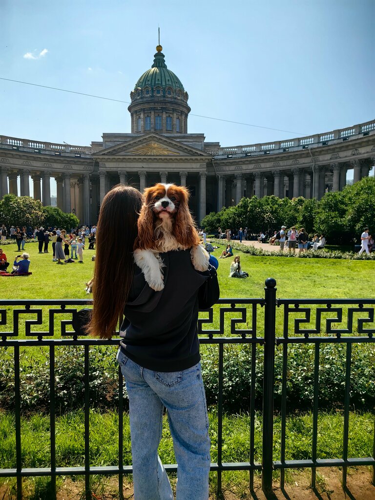 Evcil hayvan yetiştiricileri Питомник кавалер кинг чарльз спаниэлей Белькантри, Saint‑Petersburg, foto