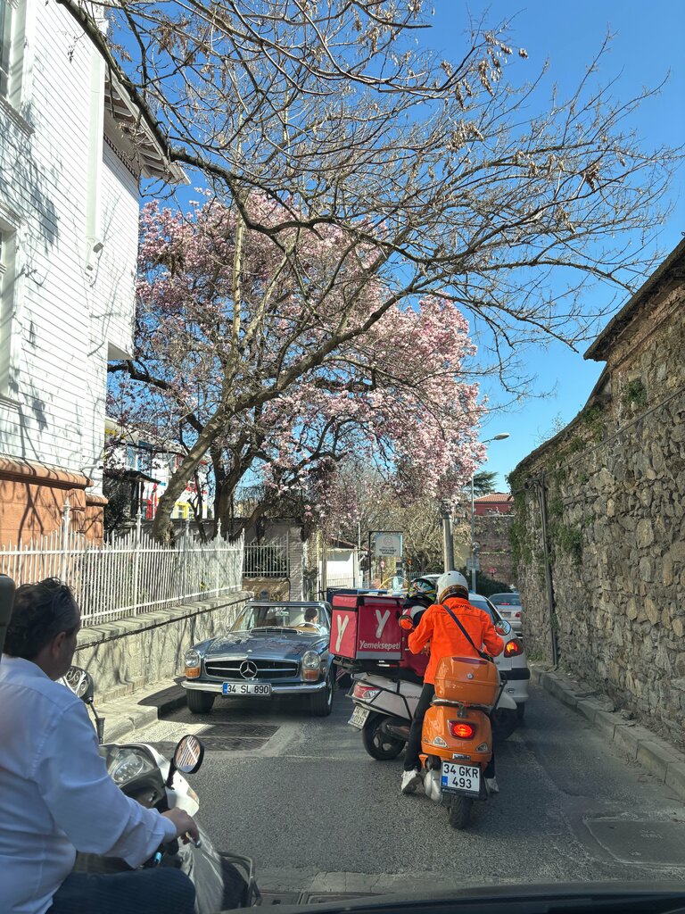 Turistik yerler Manolya Ağacı, İstanbul, foto
