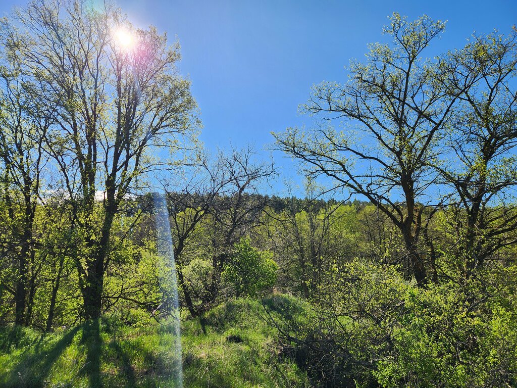 Doğa Старинные дубы, Ulyanovskaya oblastı, foto