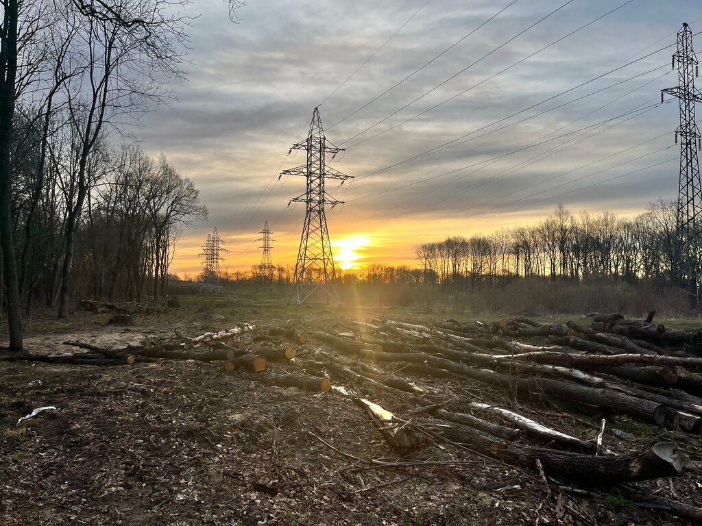 Orman Данный бор, Briansk, foto