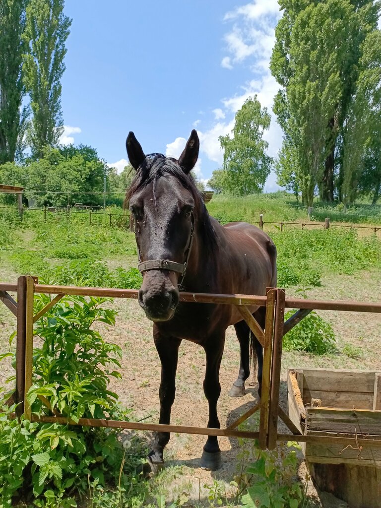 Resort oteller, tesisler Эко Базель, Karaçay‑Çerkez Cumhuriyeti, foto
