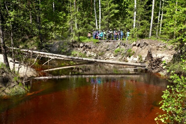 Doğa Экотропа Заповедный лес, Nijegorodskaya oblastı, foto
