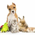Зоомагазинчик (улица 40 лет Октября No:3), petshop  Sevastopol'dan