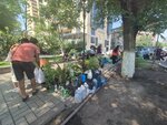 Домашние растения (Khanjyan Street No:13/5), çiçekçiler  Erivan'dan
