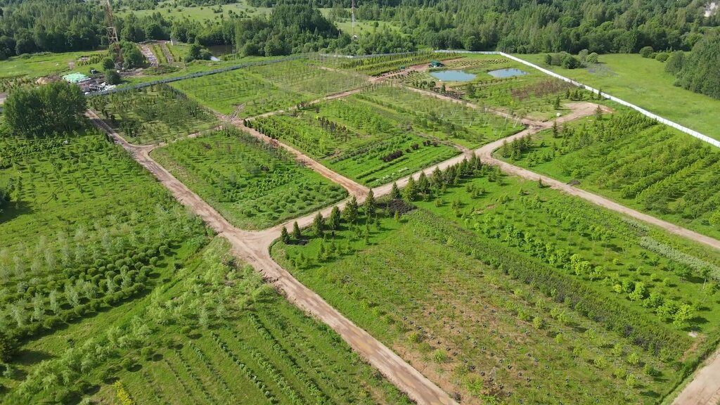 Fidan yetiştiriciliği Павловский питомник, Novgorodskaya oblastı, foto