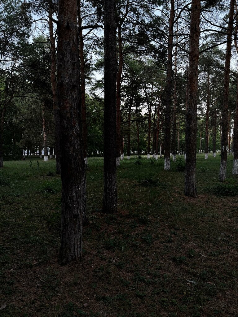 Kültür ve eğlence parkları Сосновый сквер, Armavir, foto