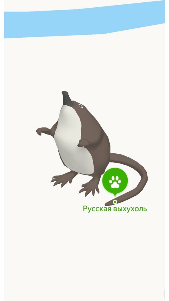 Rusya’nın vahşi hayvanları Русская выхухоль, Voronejskaya oblastı, foto