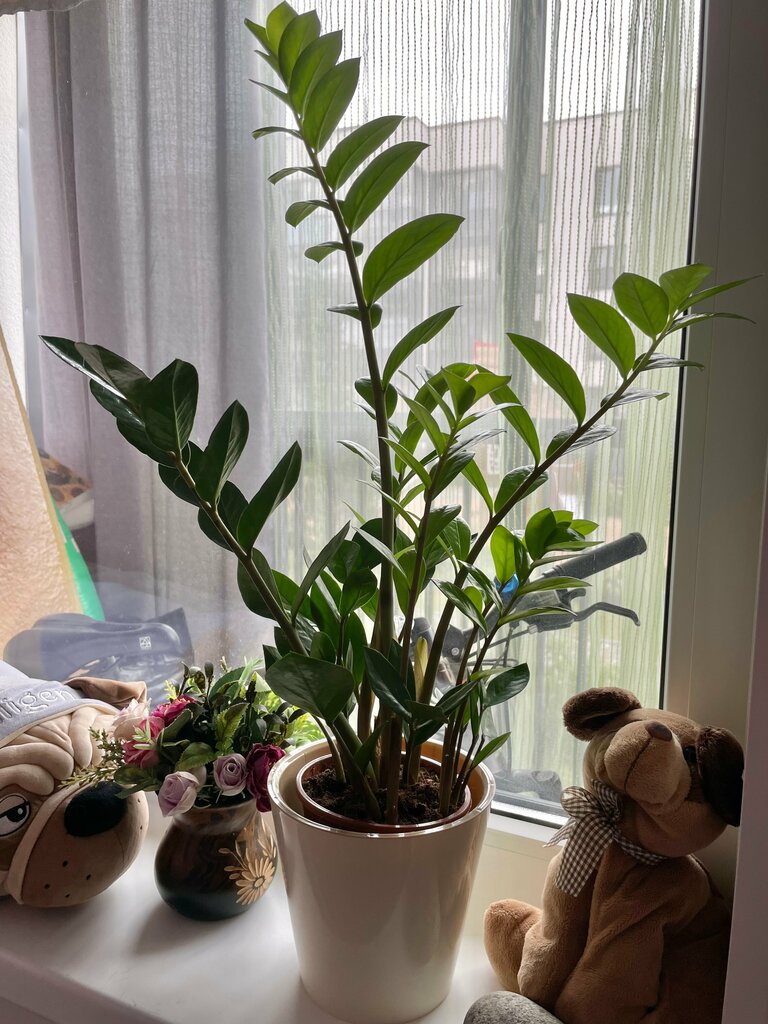 Çiçekçiler Sofia Flowers, Saint‑Petersburg, foto