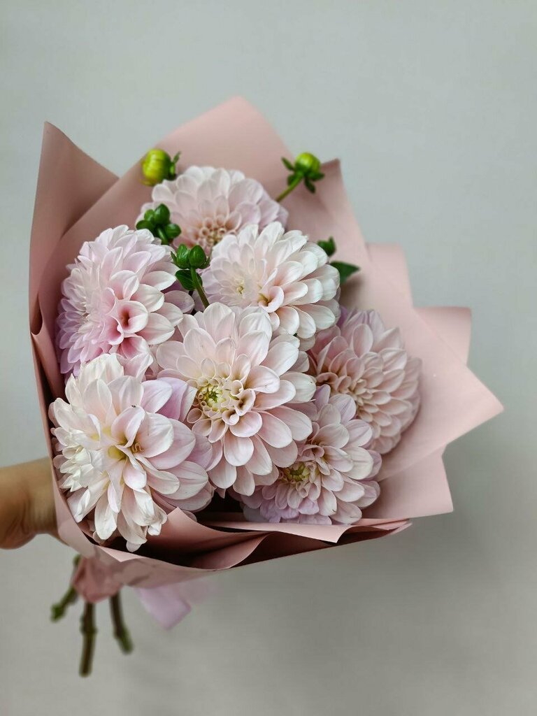 Çiçekçiler Flower, Dmitrovgrad, foto