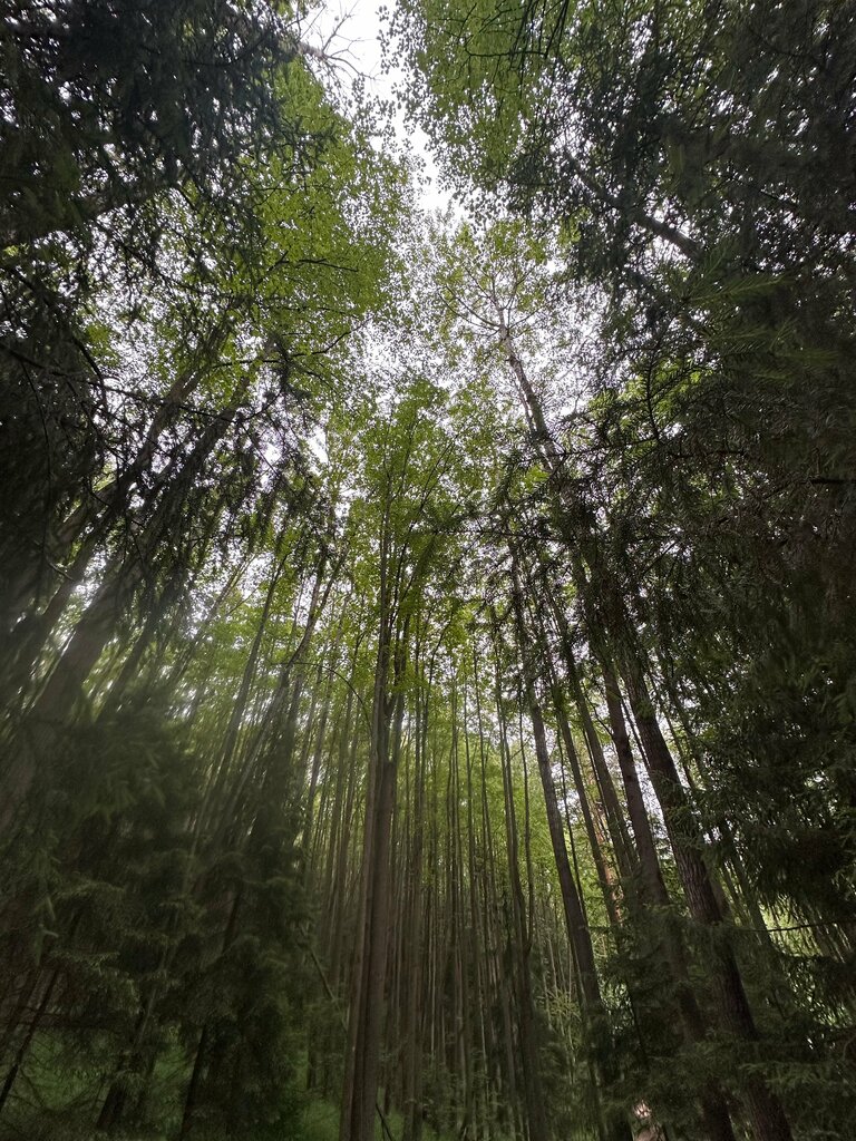 Piknik alanı Место для пикника, Moskova ve Moskovskaya oblastı, foto