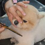 Violla Pet Kuaför & Pet Shop (İstanbul, Çekmeköy, Taşdelen Mah., Bukle Sok., 2-4), petshop  İstanbul'dan