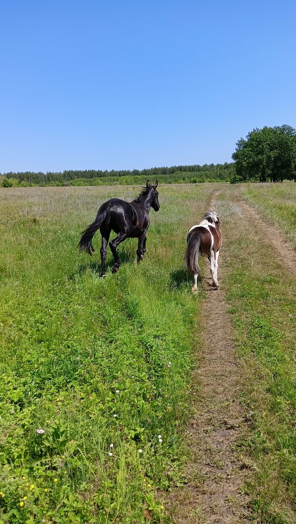 Horse riding Конные прогулки в Димитровграде, Ulyanovskaya oblastı, foto
