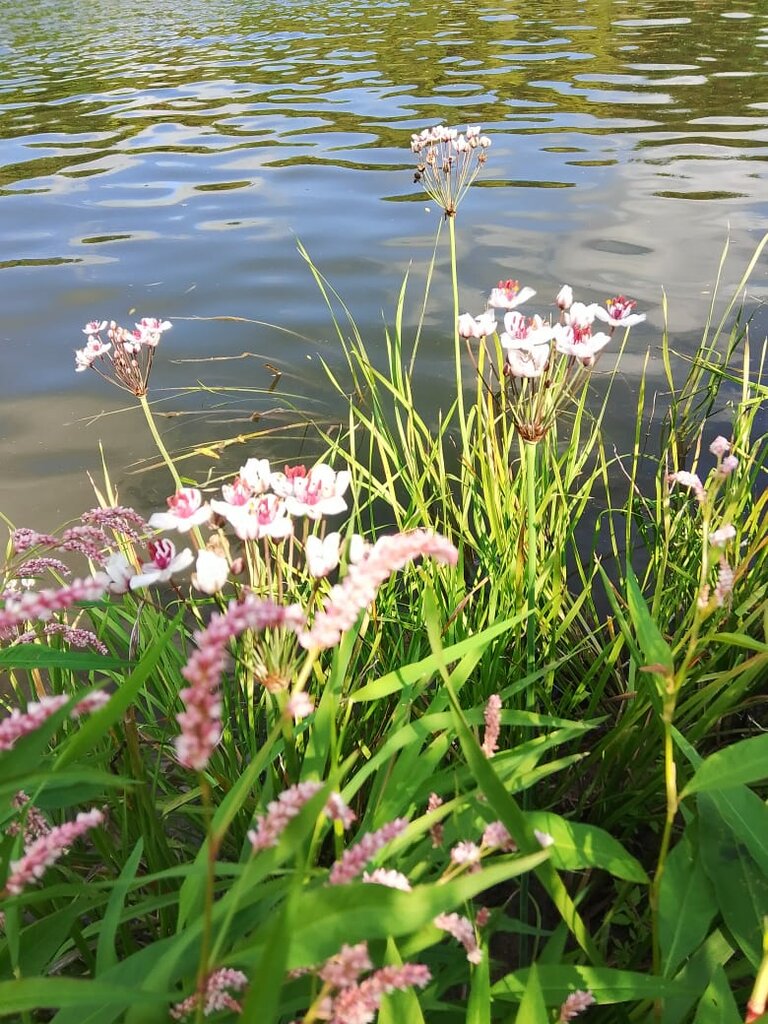Plaj Центральный пляж, Ulyanovskaya oblastı, foto