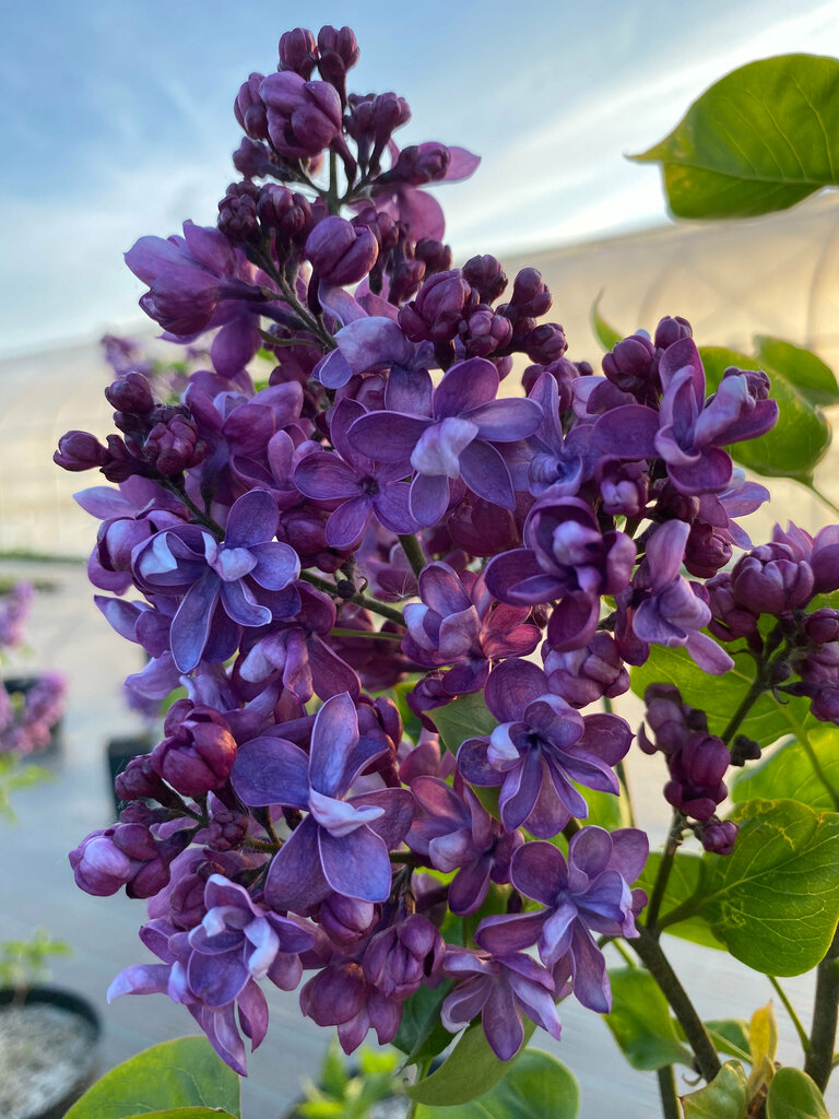 Sera ve bahçe ürünleri Pitomnik1.ru, Reutov, foto