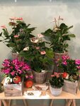 I Fiori di Emi e Fede (Via Centurelli No:34, Cinisello Balsamo, Bresso), çiçek teslimatı  Lombardiya'dan