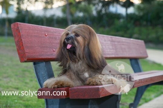 Evcil hayvan kuaförleri Peluquería Solycann, Torremolinos, foto