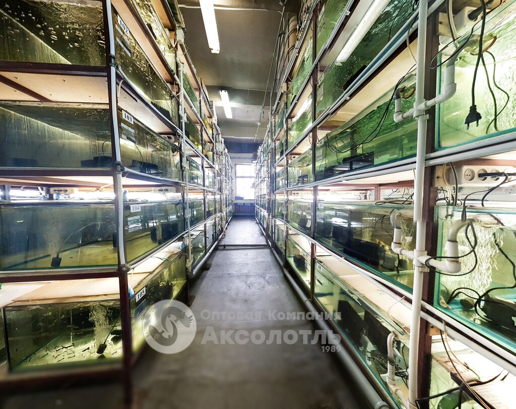 Toptancılar Axolotls, Moskova ve Moskovskaya oblastı, foto