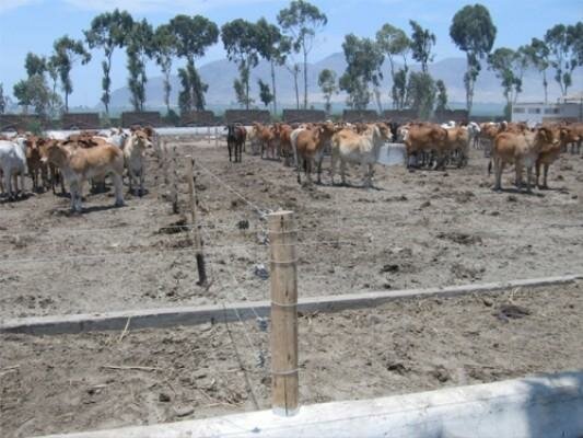 Endüstriyel alet üreticileri Asesores Agropecuarios Integrales S. A. C., Lima, foto