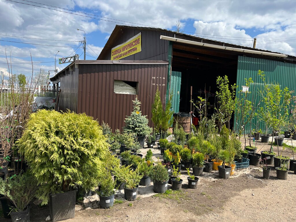Sera ve bahçe ürünleri Сады Мичурина62, Riazanskaya oblastı, foto