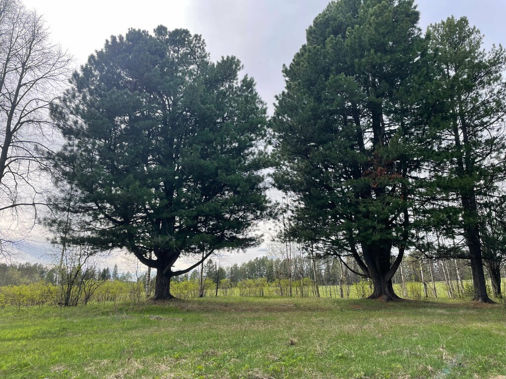 Doğa koruma alanı Заякинская кедровая роща, Udmurtiya, foto