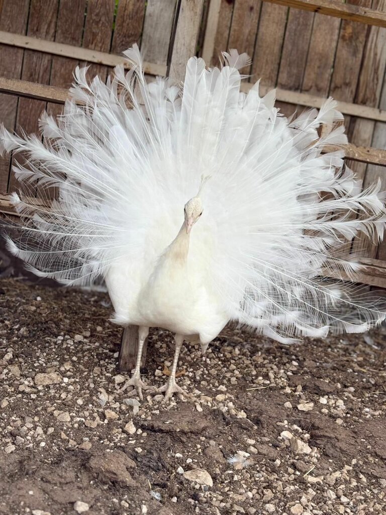 At ve binicilik kulüpleri Эко Деревня Дивная Ранчо Олимпик, Adıge Cumhuriyeti, foto