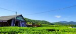 Дегустация мёда и сыра (ulitsa Achmizova No:135), bal ve arıcılık firmaları  Soçi'den
