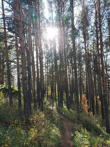 Андроновский лес (gorodskoy okrug Perm, Industrialniy District, Andronovskiy les), orman  Perm'den