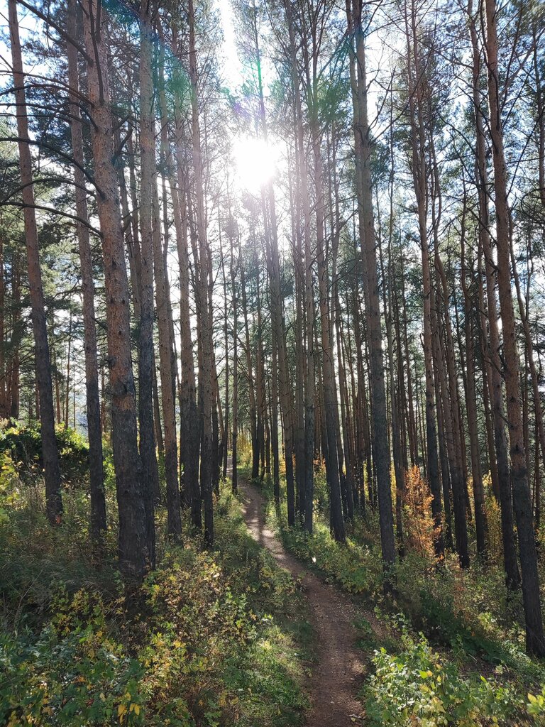 Orman Андроновский лес, Perm, foto