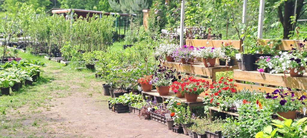 Fidan yetiştiriciliği Сад мечты, Pavlovsk, foto