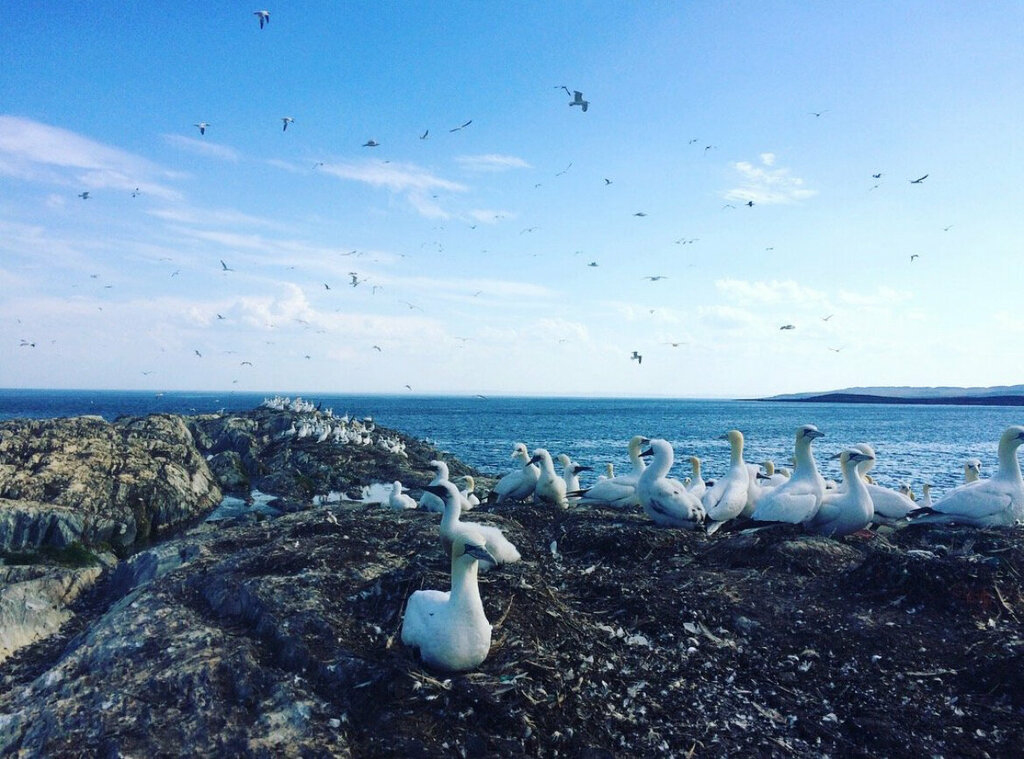 Turistik yerler Автографы древних мореплавателей, Murmanskaya oblastı, foto