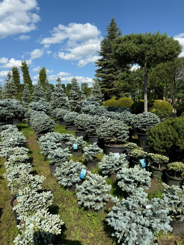 Sera ve bahçe ürünleri Royal Garden, Moskova ve Moskovskaya oblastı, foto