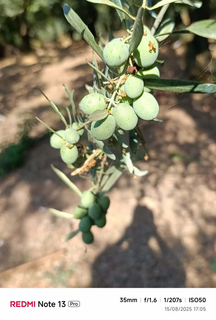 Giyim mağazası Dünyada Zeytinin Başkenti Narlıca, Orhangazi, foto