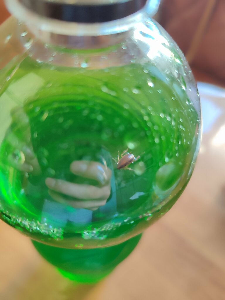 Market Хмельная миля, Dorogobuj, foto