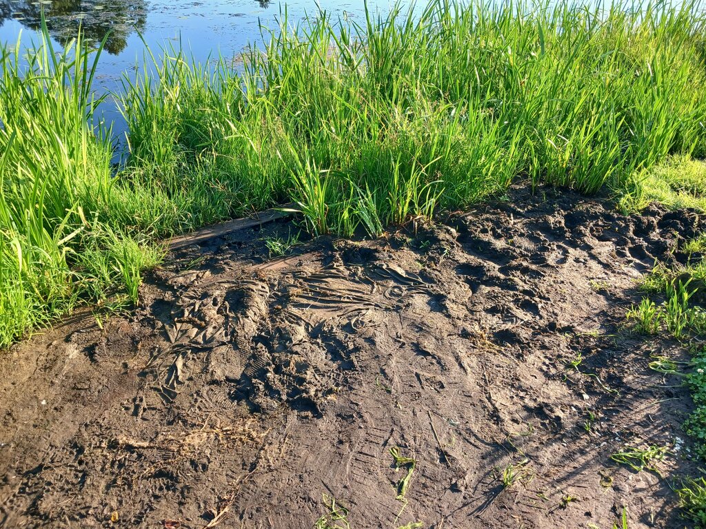 Plaj Пляж, Tverskaya oblastı, foto