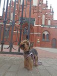 My dog business 39 (Noviy Val Street No:29), evcil hayvan kuaförleri  Kaliningrad'dan