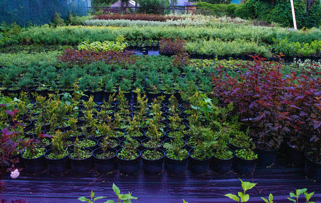 Fidan yetiştiriciliği Рождение сада, Vladimirskaya oblastı, foto