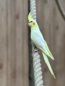 Hayvanat bahçeleri Попугайник Веселый какаду, Rostov‑na‑Donu, foto