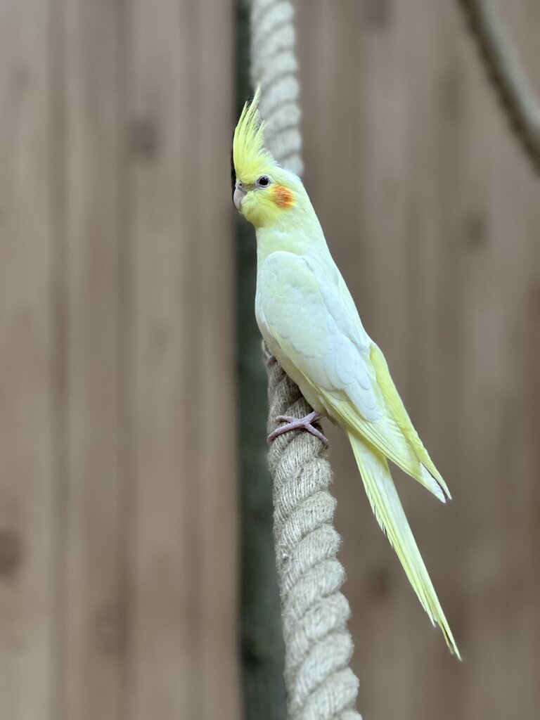 Hayvanat bahçeleri Попугайник Веселый какаду, Rostov‑na‑Donu, foto