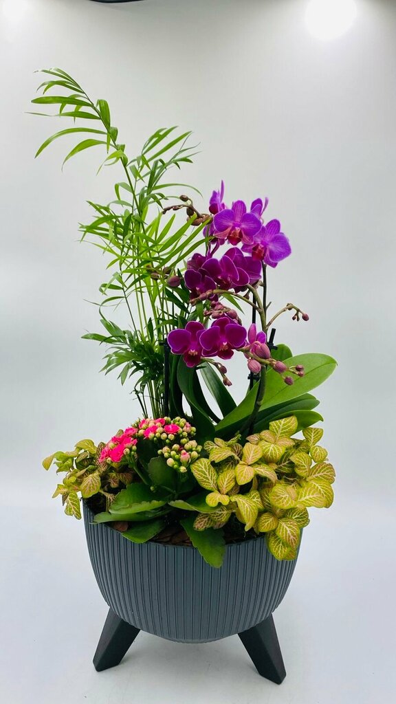 Çiçekçiler Цветы и растения, Ramenskoye, foto