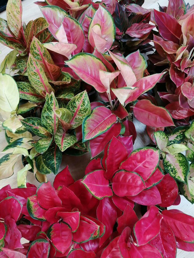 Çiçekçiler Asm_plants, Irkutsk, foto