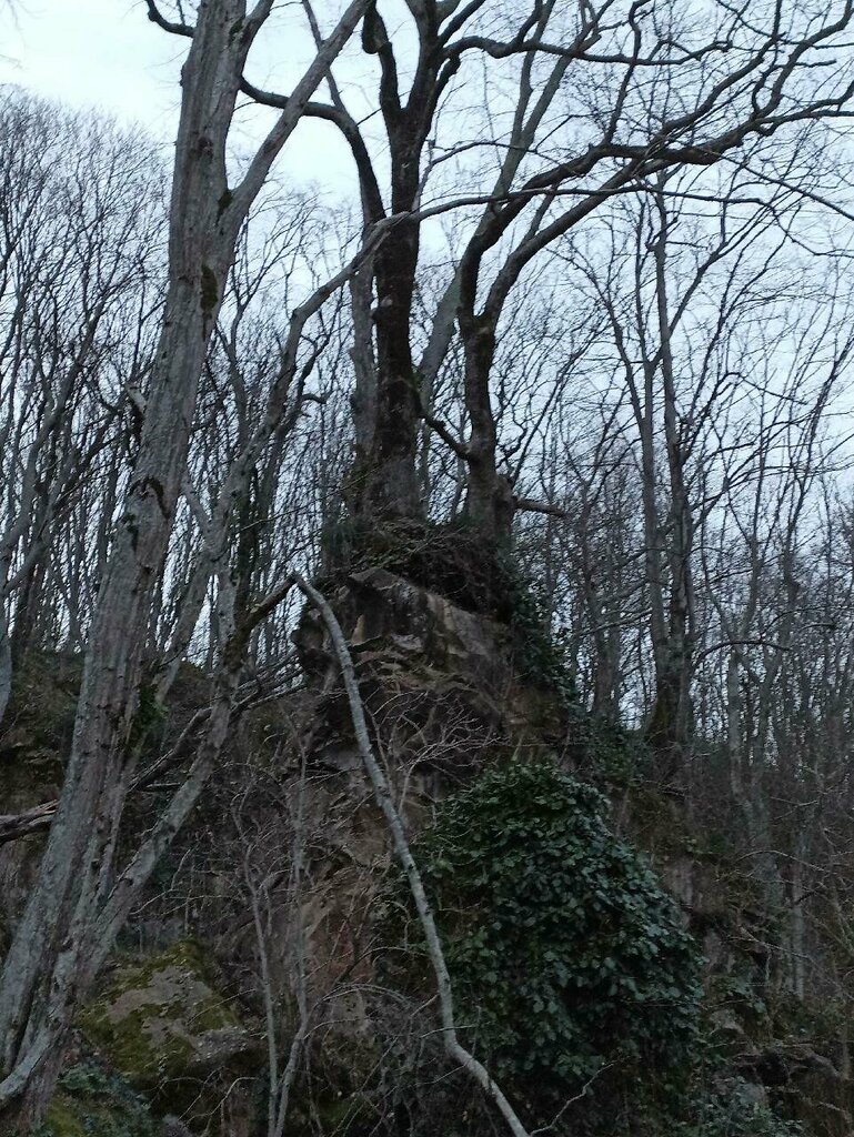 Kültür ve eğlence parkları Бытхинский лесопарк, Soçi, foto