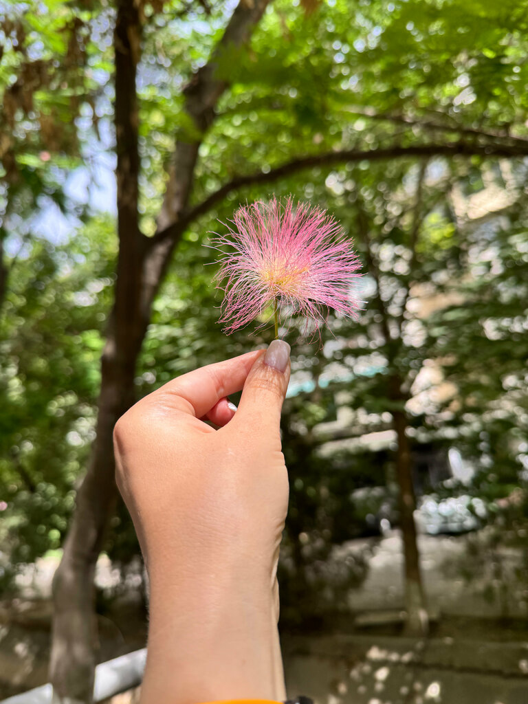 Anaokulları Wunderland, Taşkent, foto