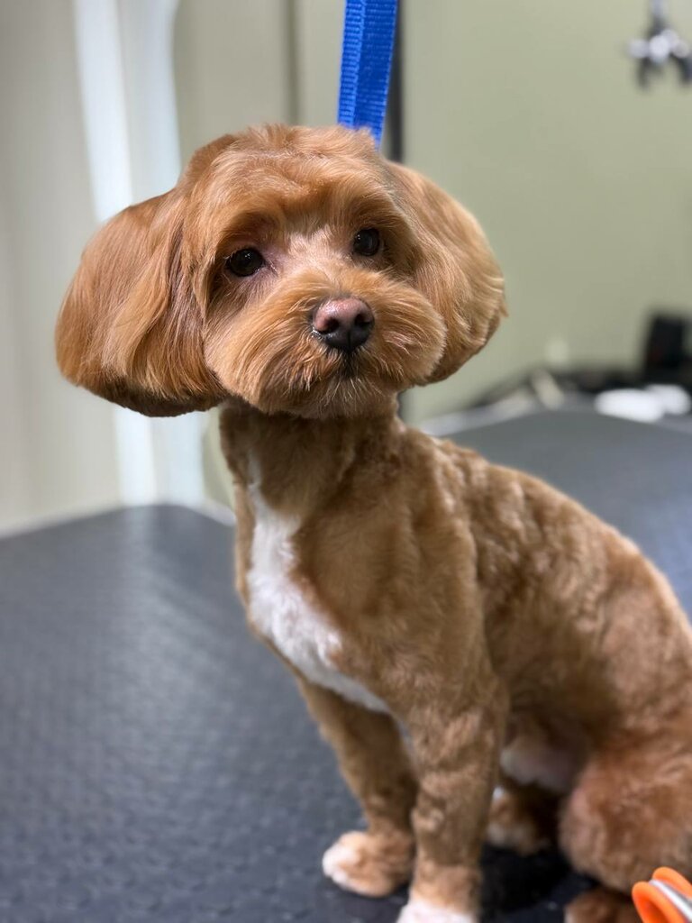 Evcil hayvan kuaförleri GavSpa, Himki, foto